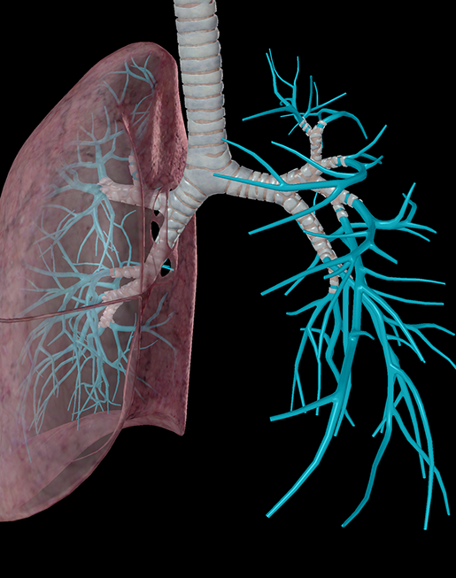 Anatomy and Physiology of the Lower Respiratory System